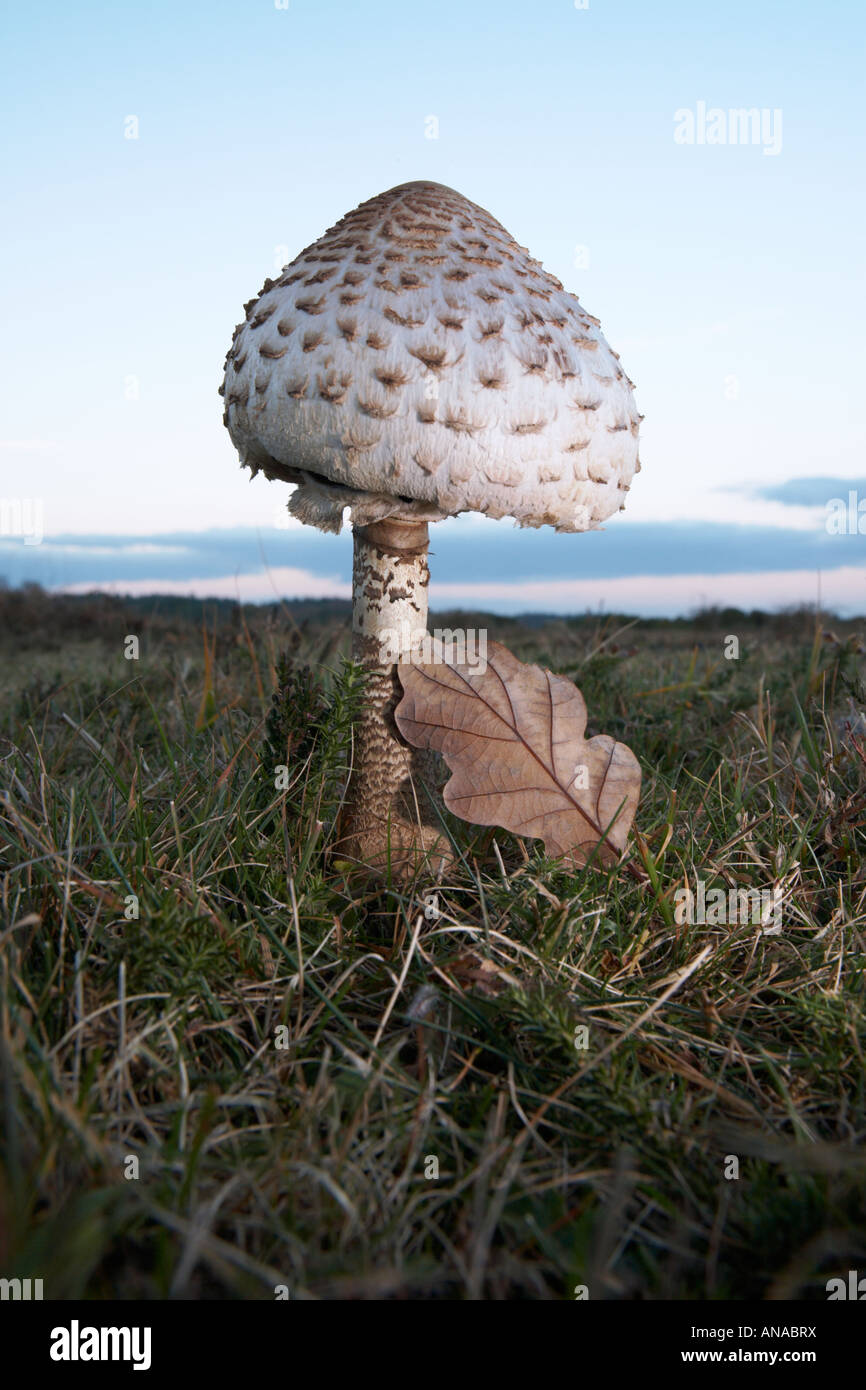 Autumn Fungi, The New Forest, Hampshire county, England, UK Stock Photo ...