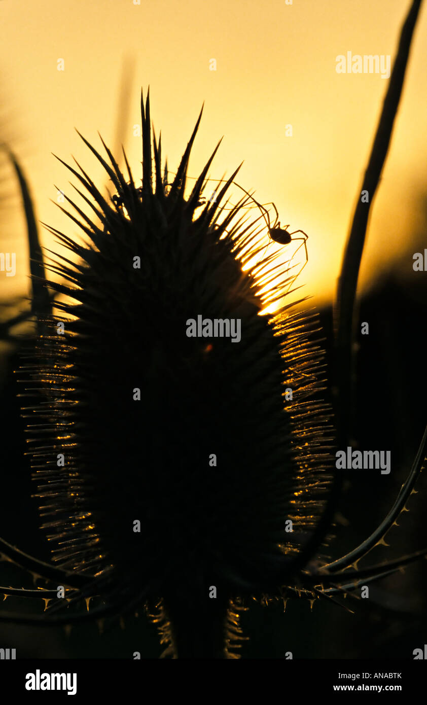 Harvestman insect hi-res stock photography and images - Alamy