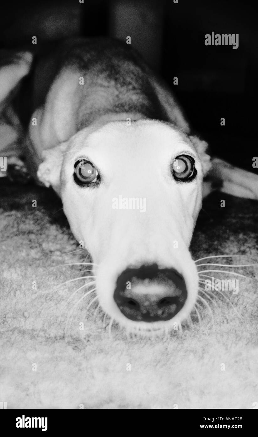 black and white portrait of a greyhound face Stock Photo - Alamy