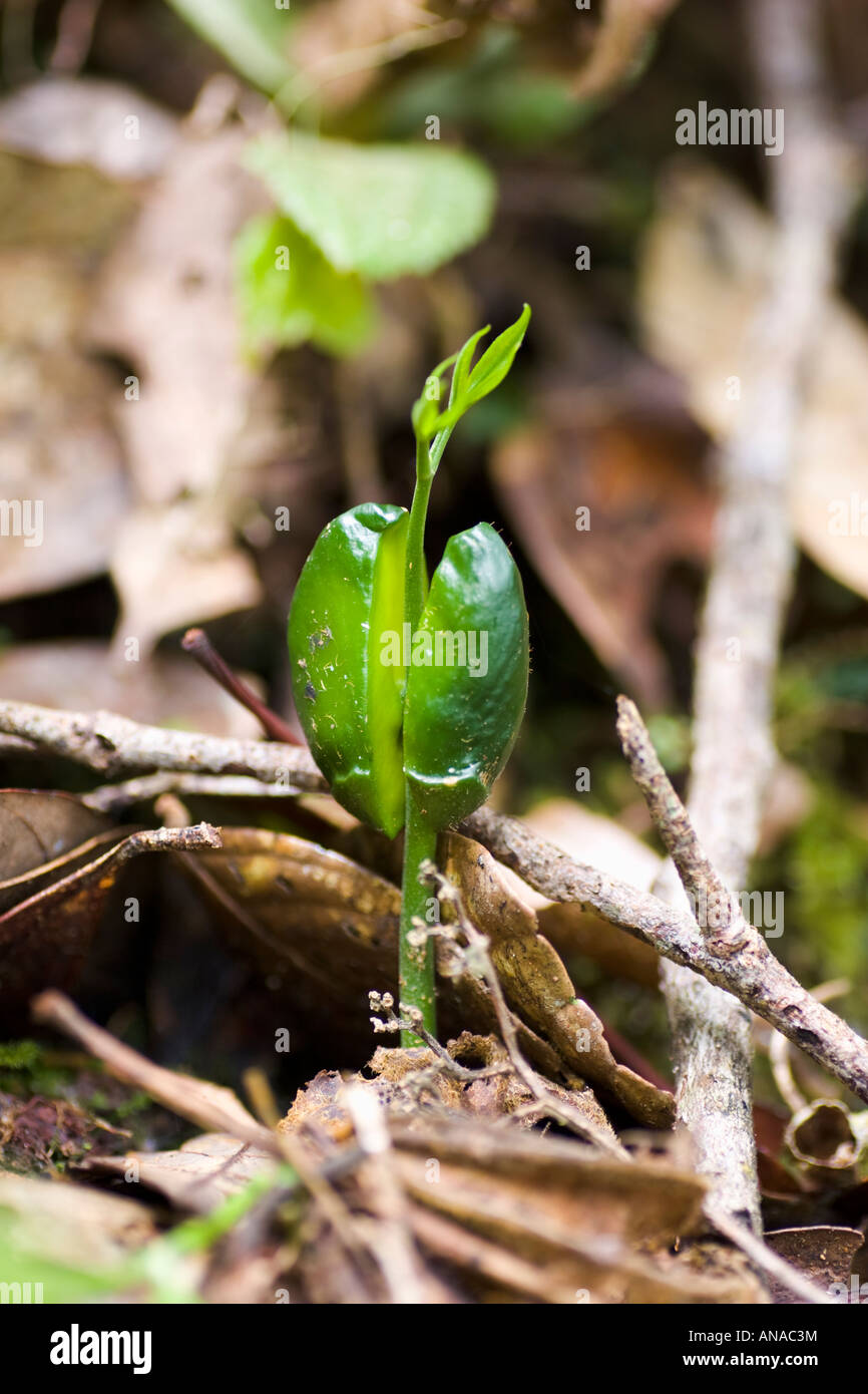 Young seedling sprouting from the soil in the fertile soil of the ...