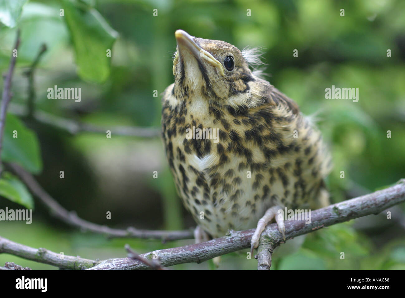 Fledgling Song Thrush High Resolution Stock Photography and Images - Alamy