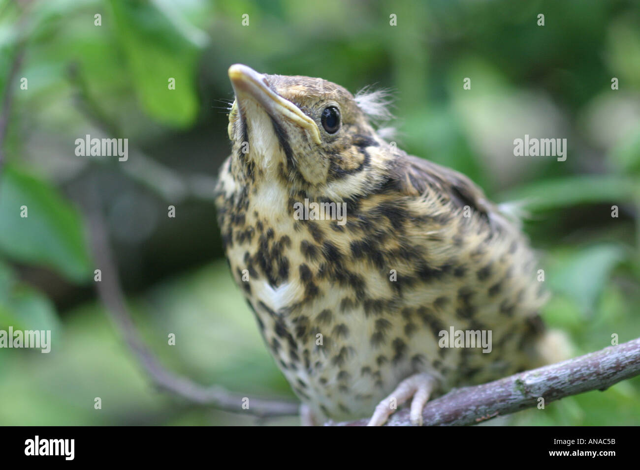 A fledgling Song Thrush Stock Photo - Alamy