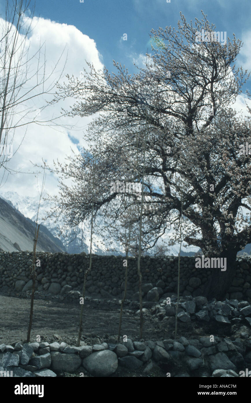 Pakistan Karimabad Hunza Village Life and Scenery Stock Photo - Alamy