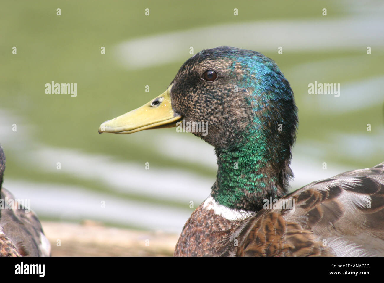 Drake mallard eclipse plumage hi-res stock photography and images - Alamy