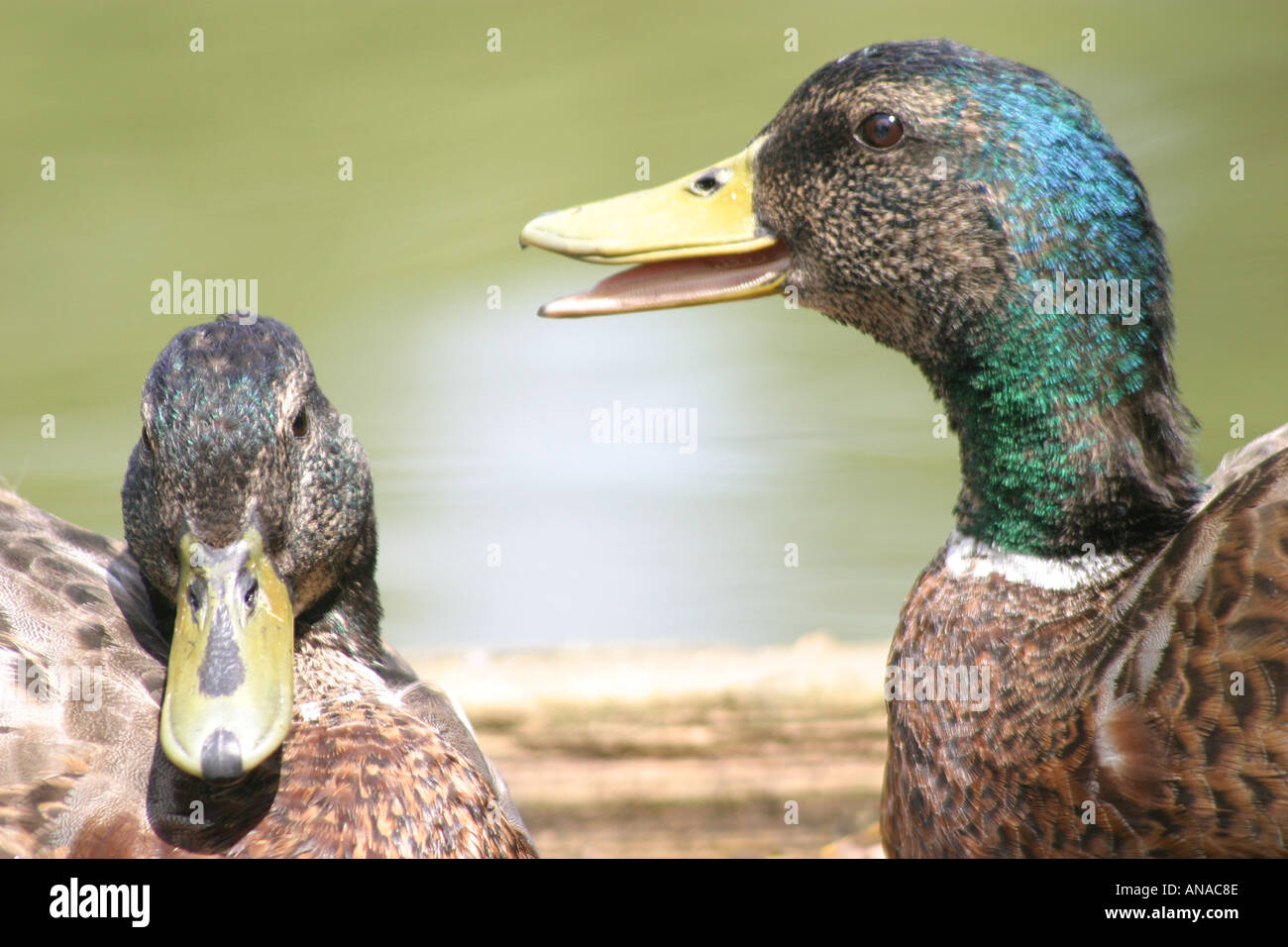 Drake mallard eclipse plumage hi-res stock photography and images - Alamy
