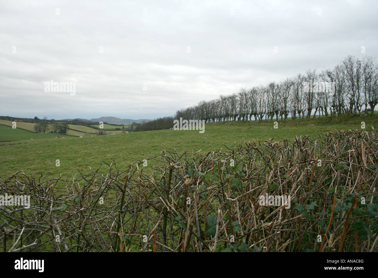 grazing field and hedge on Inch Island, outside Derry, Inishowen ...