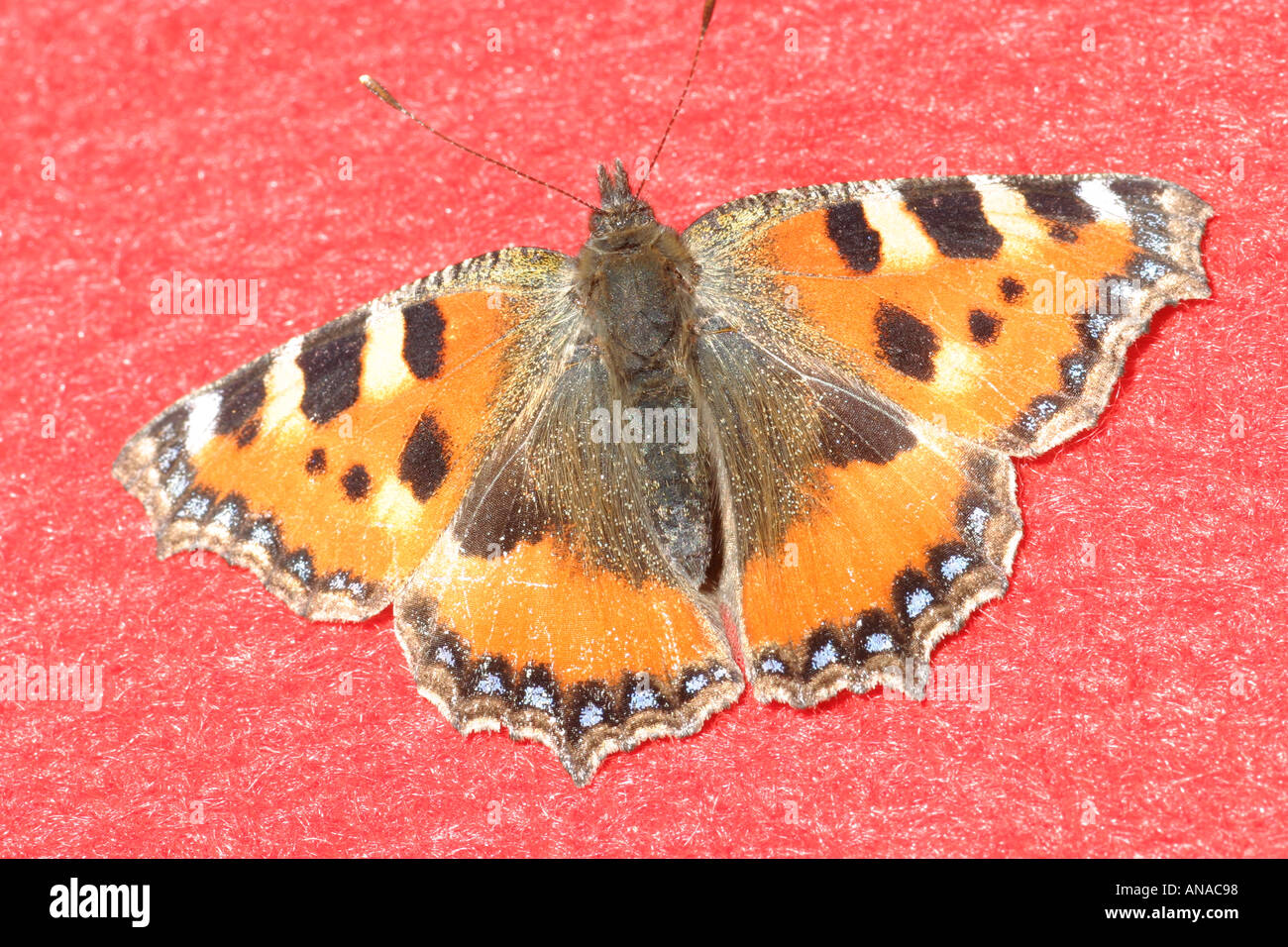Small Tortoiseshell butterfly Stock Photo - Alamy