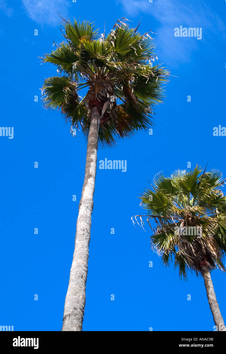 Ca palm trees hi-res stock photography and images - Alamy