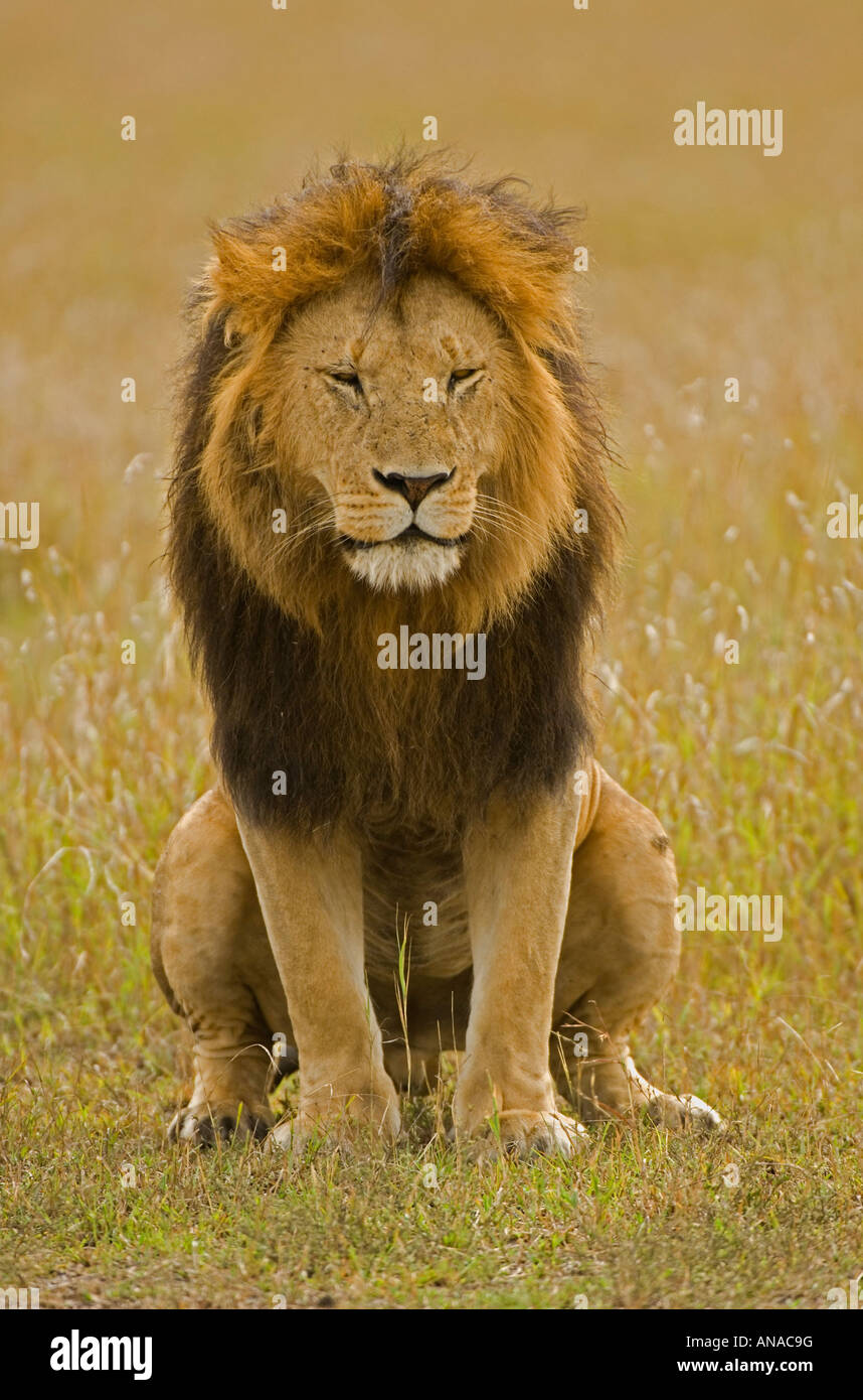 Black-maned male lion defecating Stock Photo - Alamy