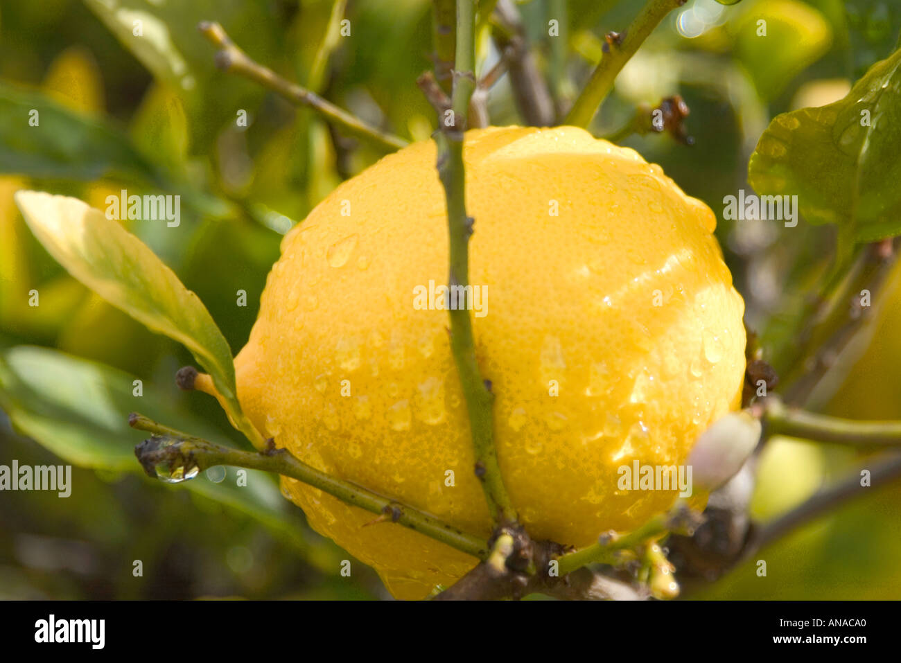 Lemon With Dew USA Stock Photo - Alamy