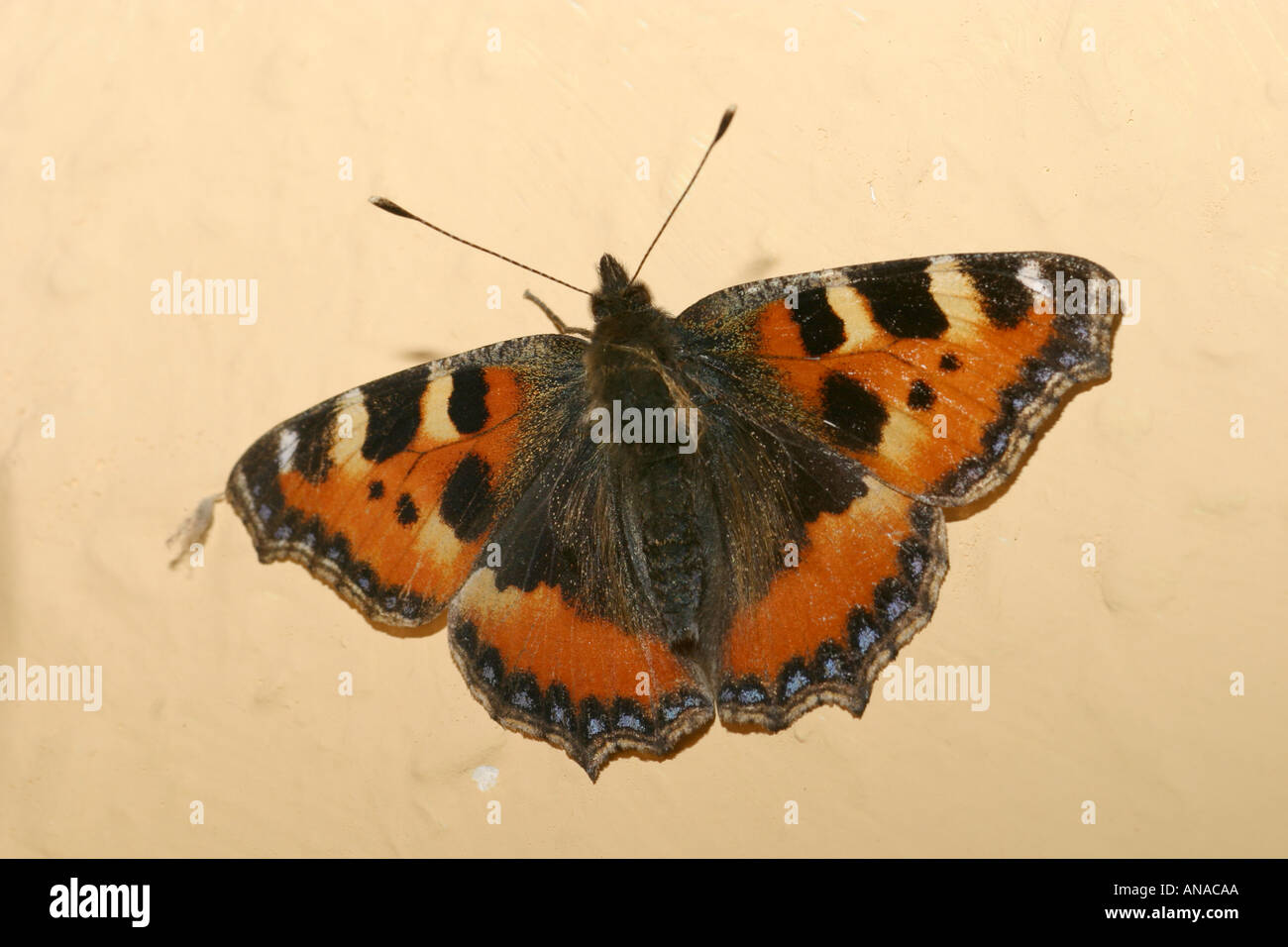 Small Tortoiseshell butterfly Stock Photo - Alamy