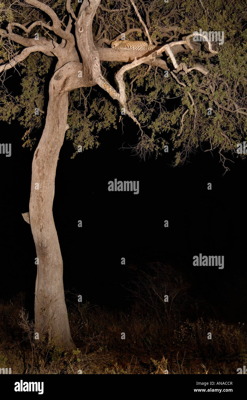 Animal night sleeping hi-res stock photography and images - Alamy