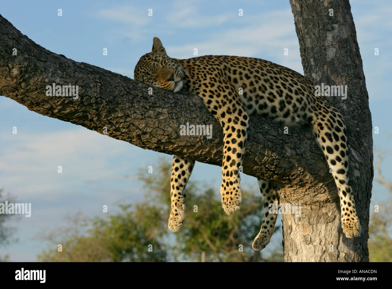 Leopard asleep in tree hi-res stock photography and images - Alamy