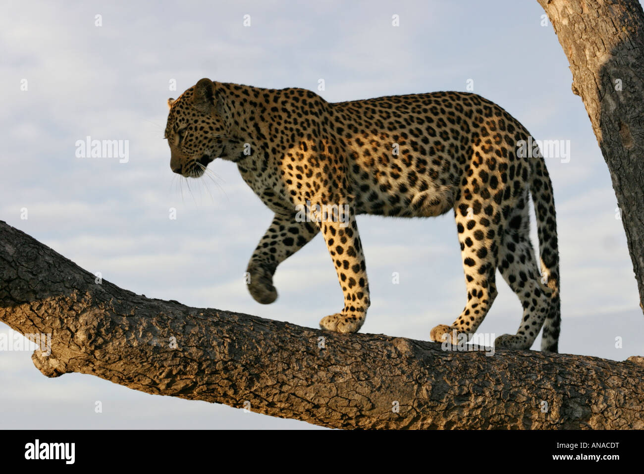 Cat paw raised hi-res stock photography and images - Alamy