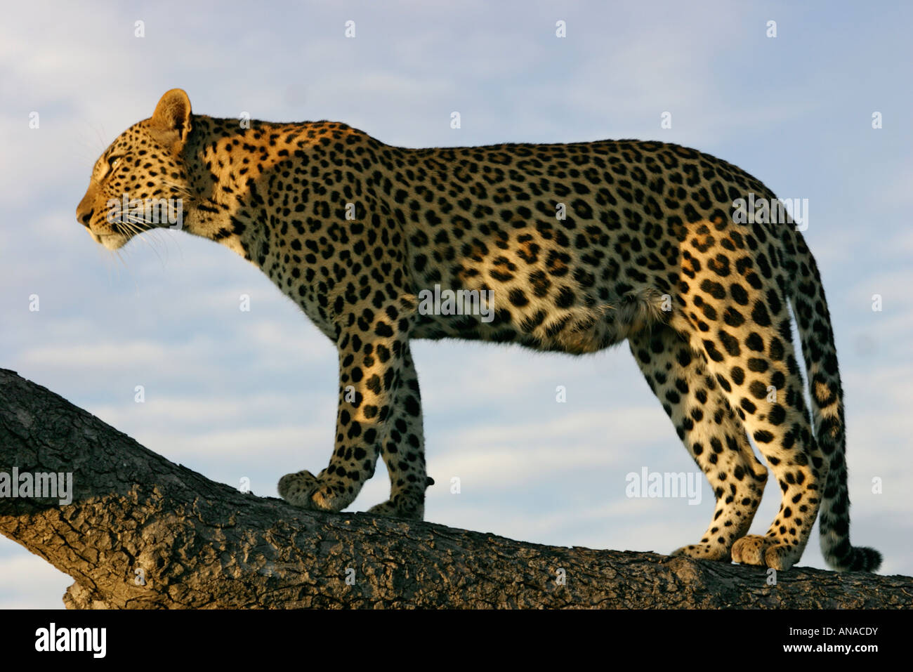 Perfectly standing hi-res stock photography and images - Alamy