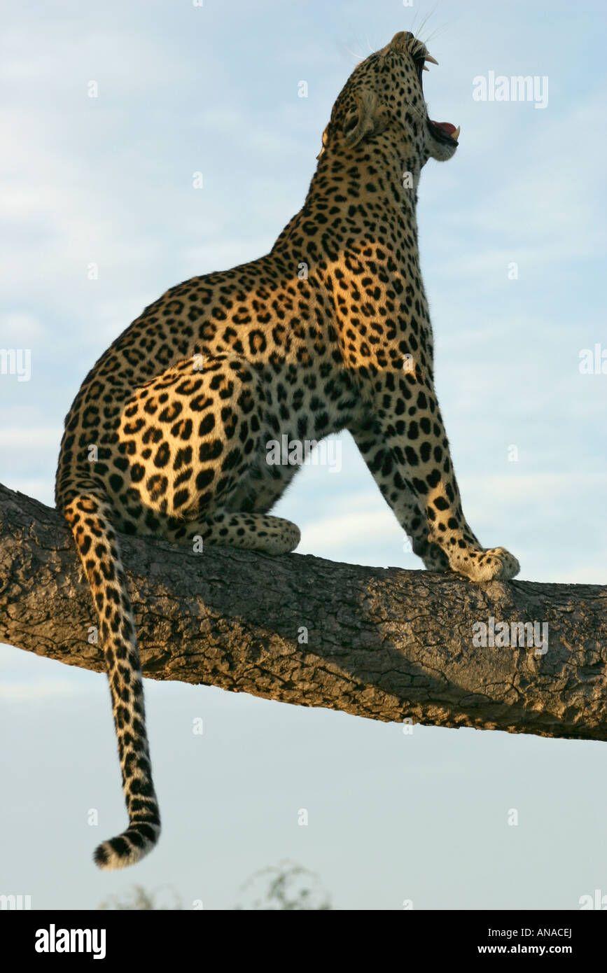 Seated branch hi-res stock photography and images - Alamy