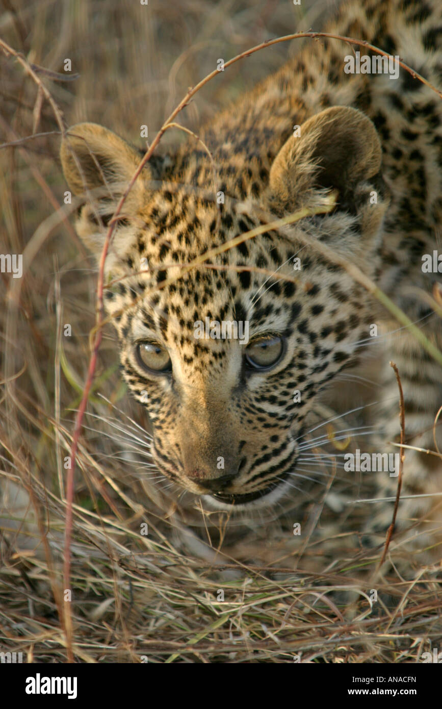 Head lowering hi-res stock photography and images - Alamy