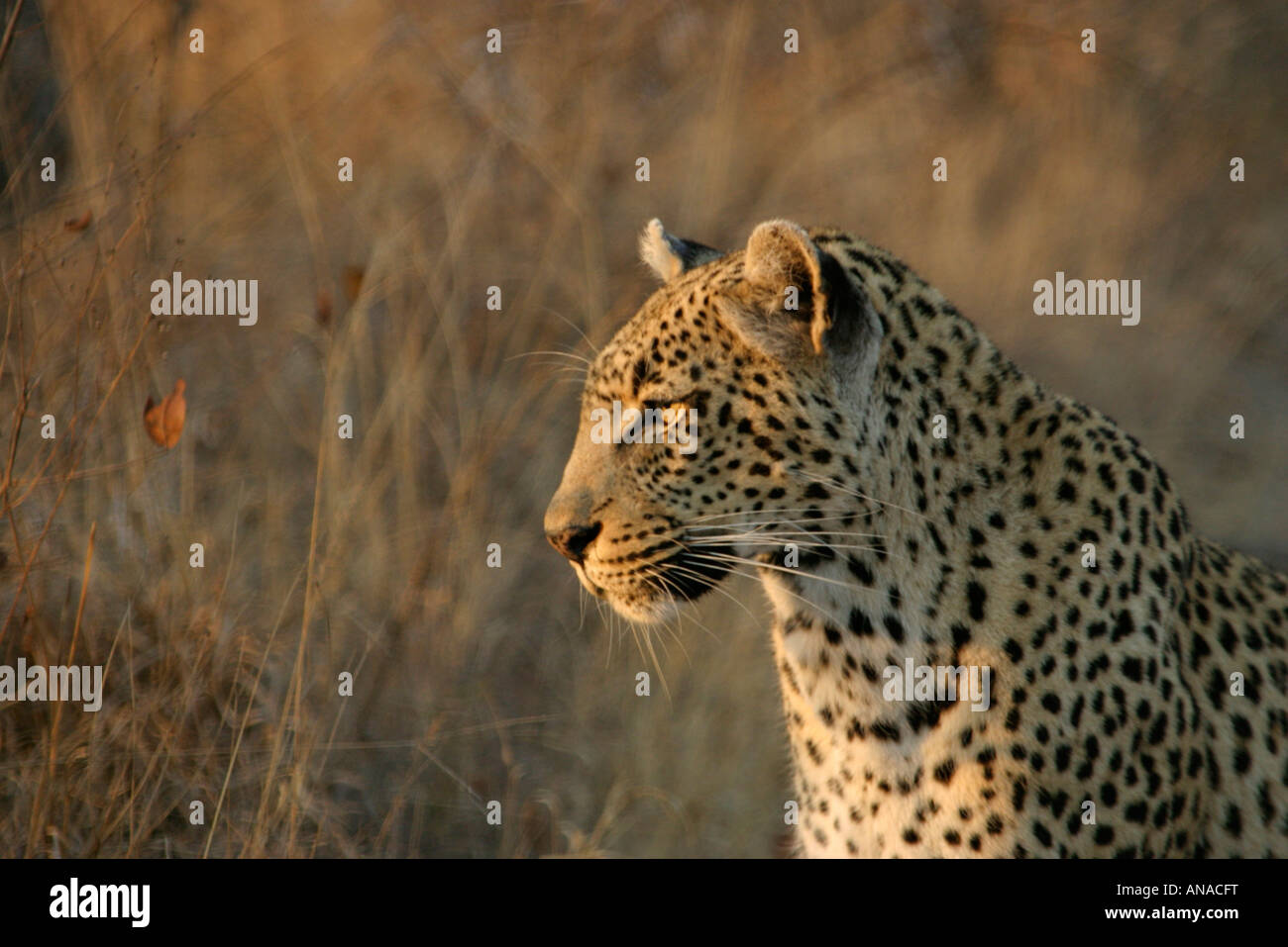 Animal looking sideways hi-res stock photography and images - Alamy