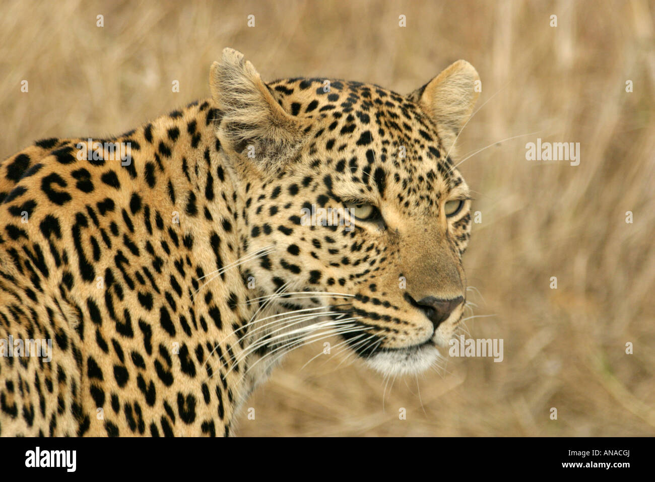 Portrait of a leopard looking sideways Stock Photo - Alamy