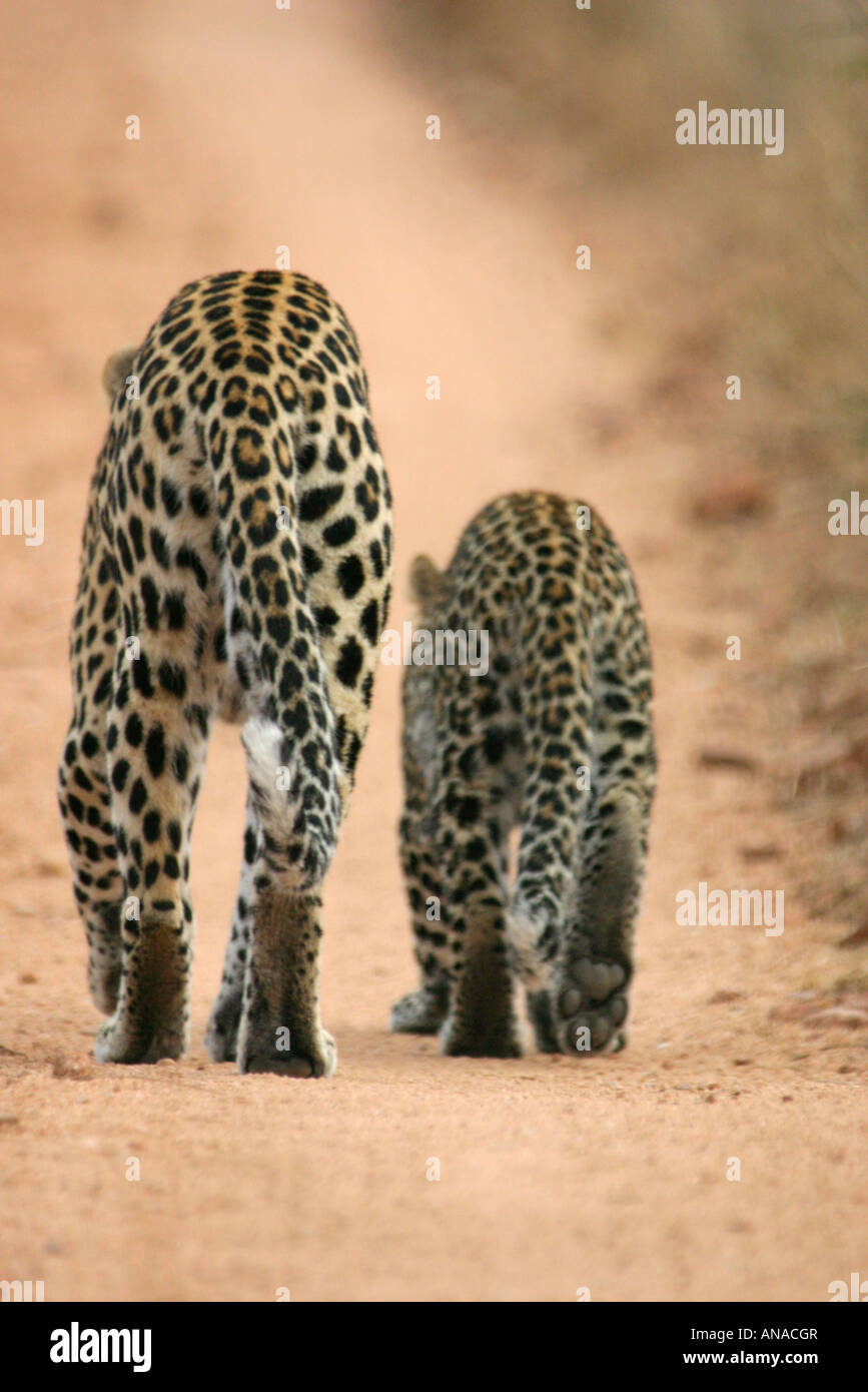A female leopard and her cub walking along a sand road seen from behind ...