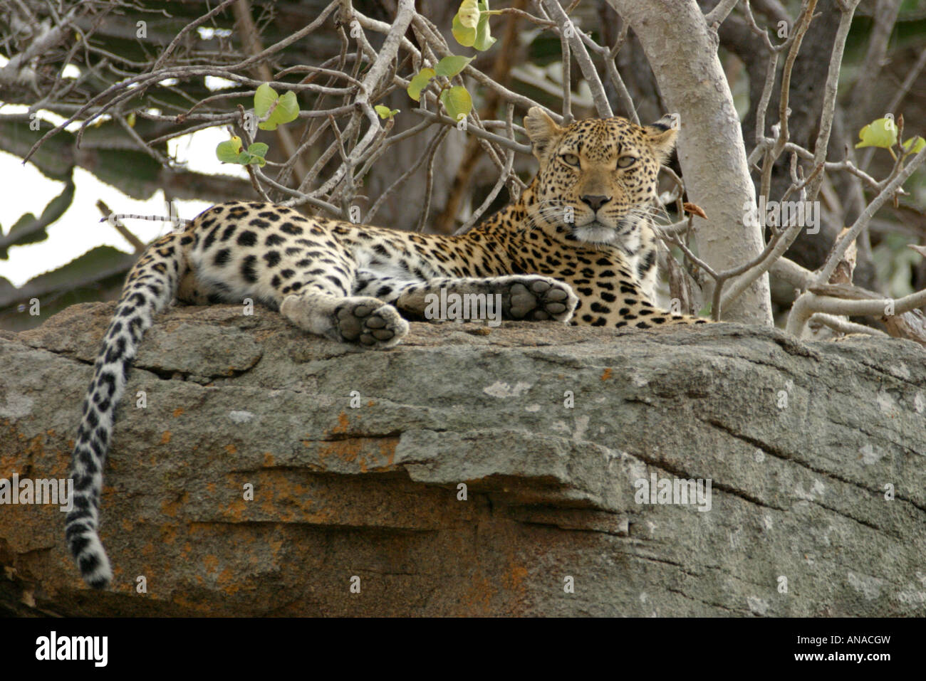 A leopard lying on rocky ledge Stock Photo - Alamy