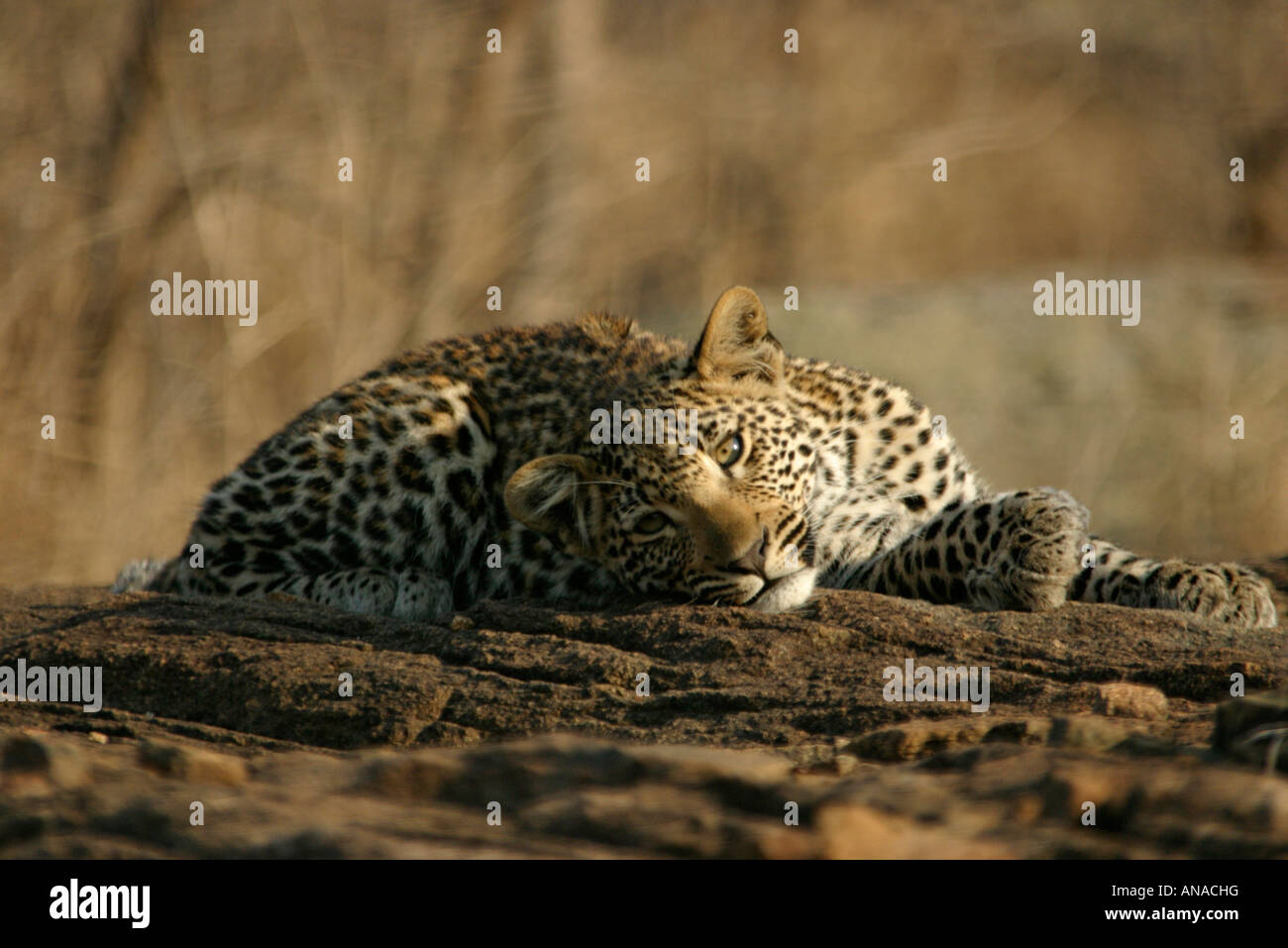 A young leopard lying down with its head on the ground Stock Photo - Alamy