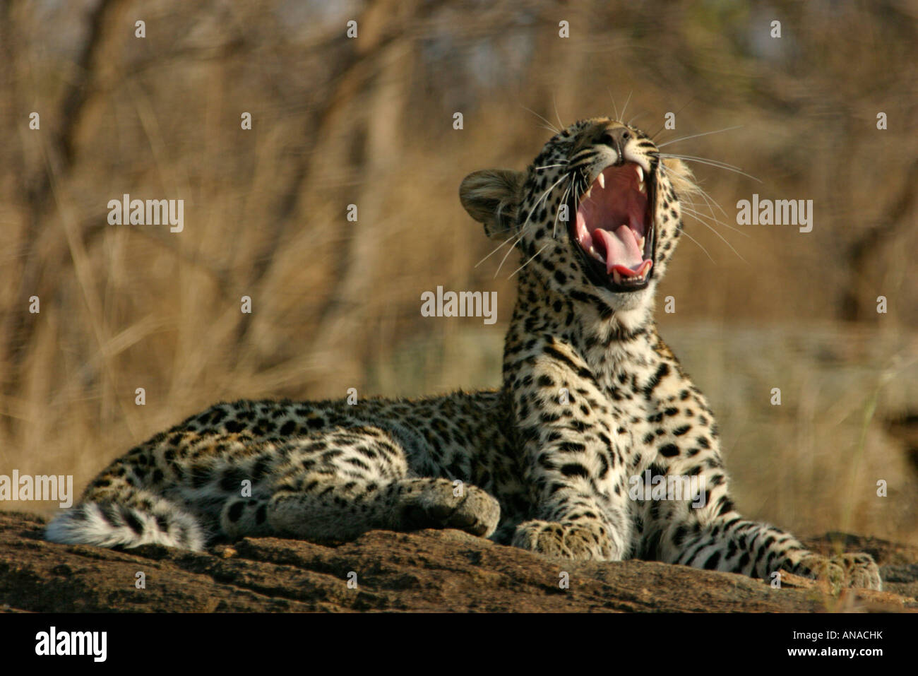 A young leopard yawning and showing its teeth Stock Photo - Alamy