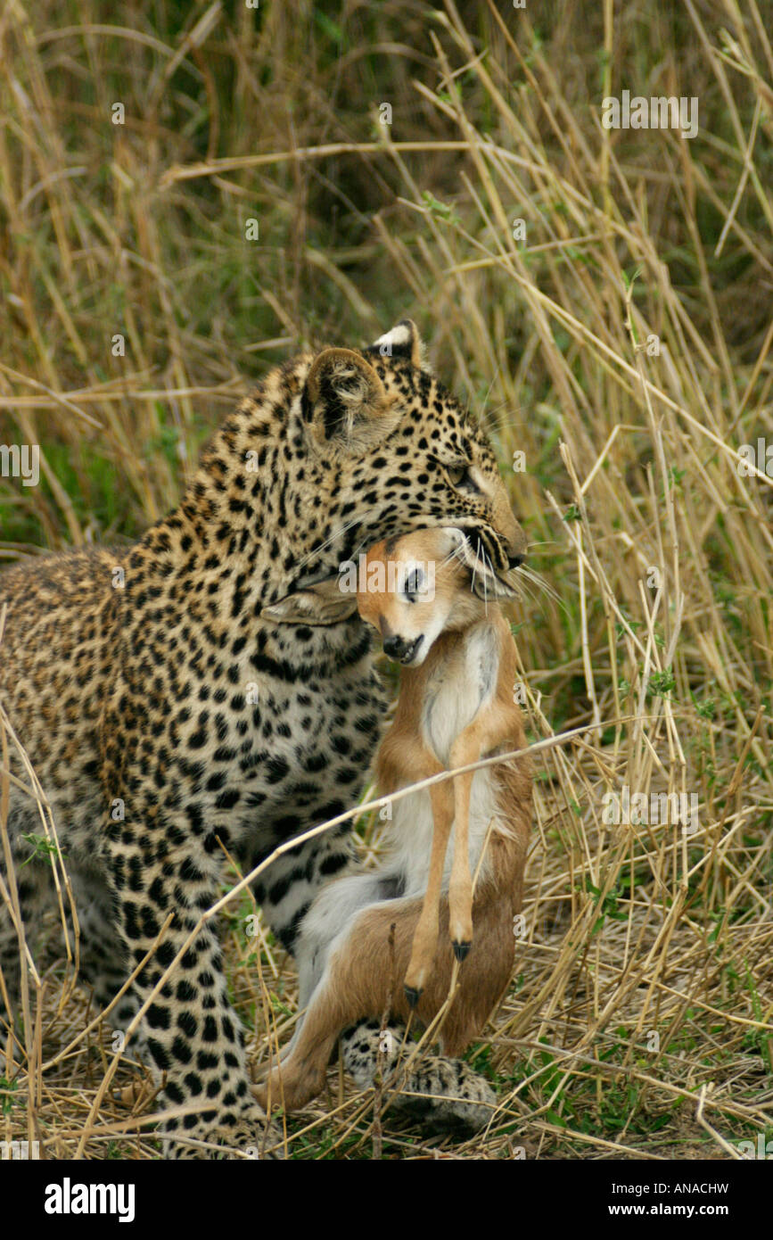 Young leopard with a stranglehold on a steenbok while being taught to ...