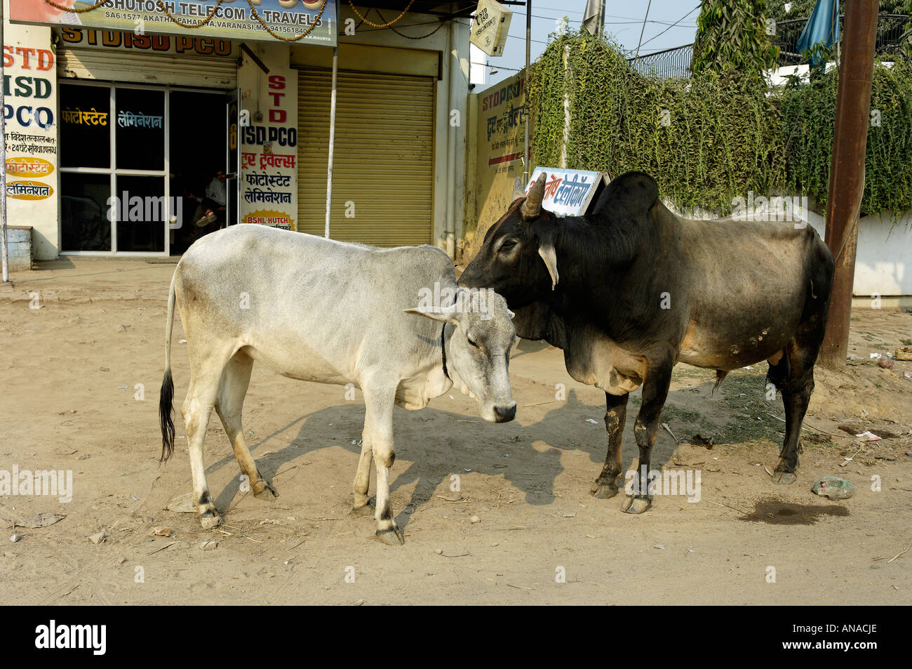 Roam in streets hi-res stock photography and images - Alamy