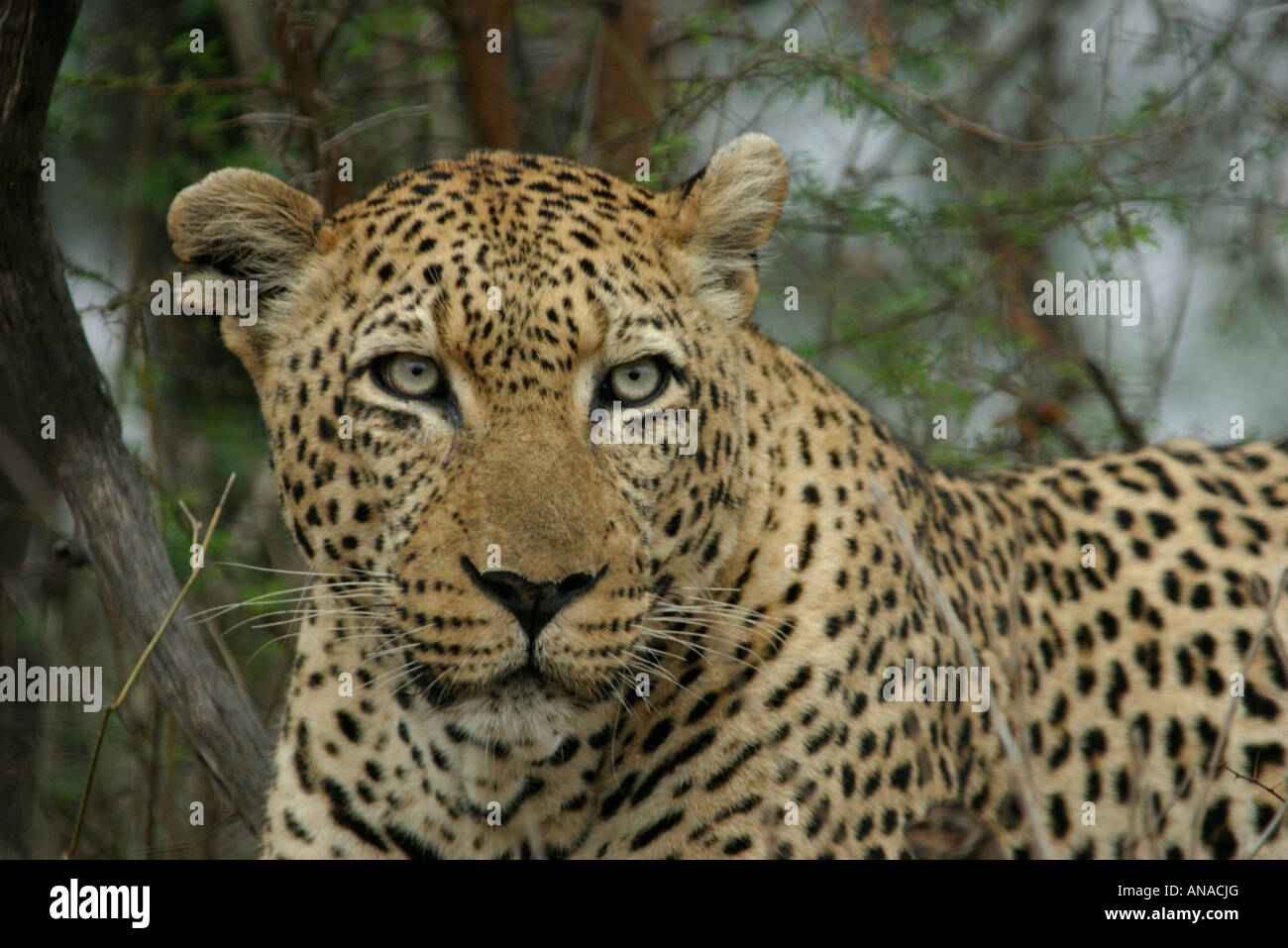 Portrait of an old male leopard Stock Photo - Alamy