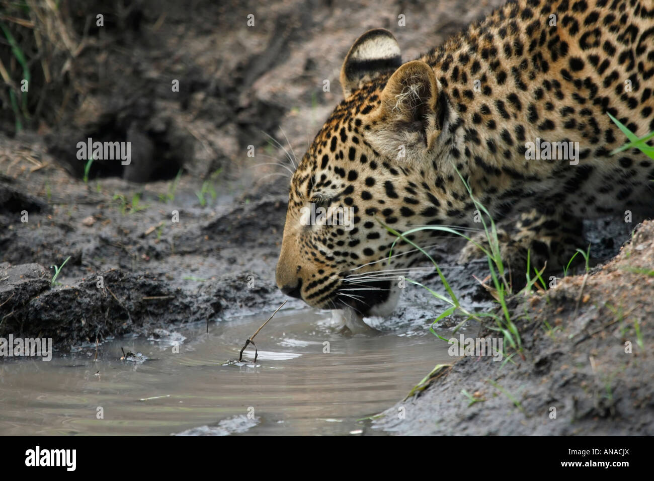 Portrait of a Leopard drinking from muddy puddle Stock Photo - Alamy