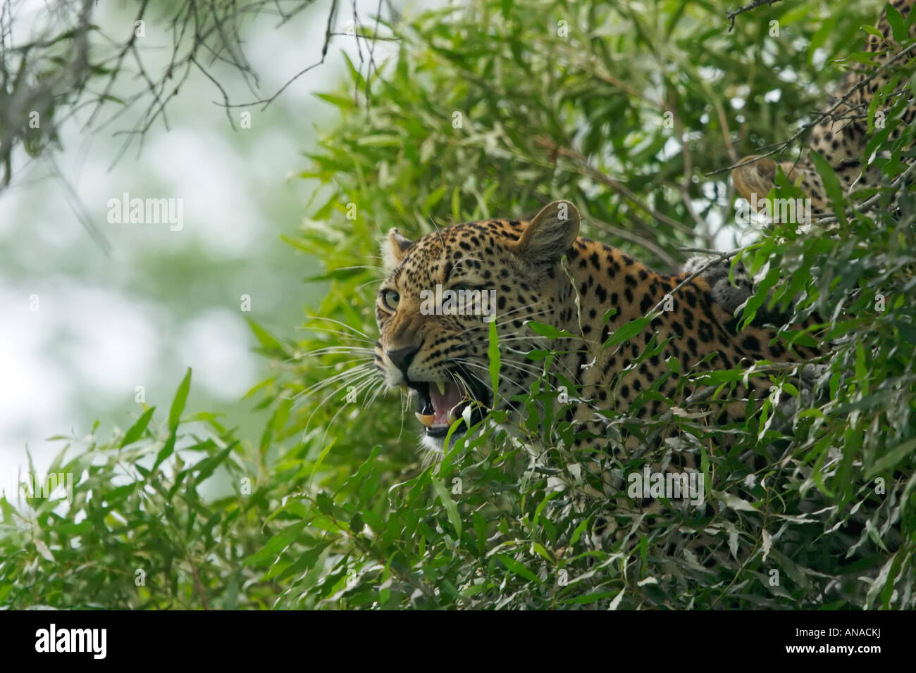 Snarling animal hi-res stock photography and images - Alamy