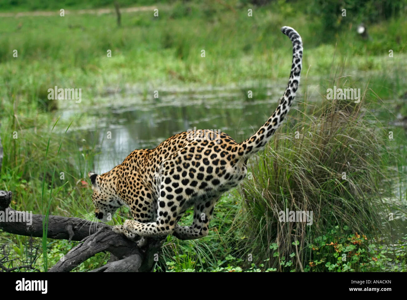 Leopard landing on a fallen tree after jumping down from a higher point ...