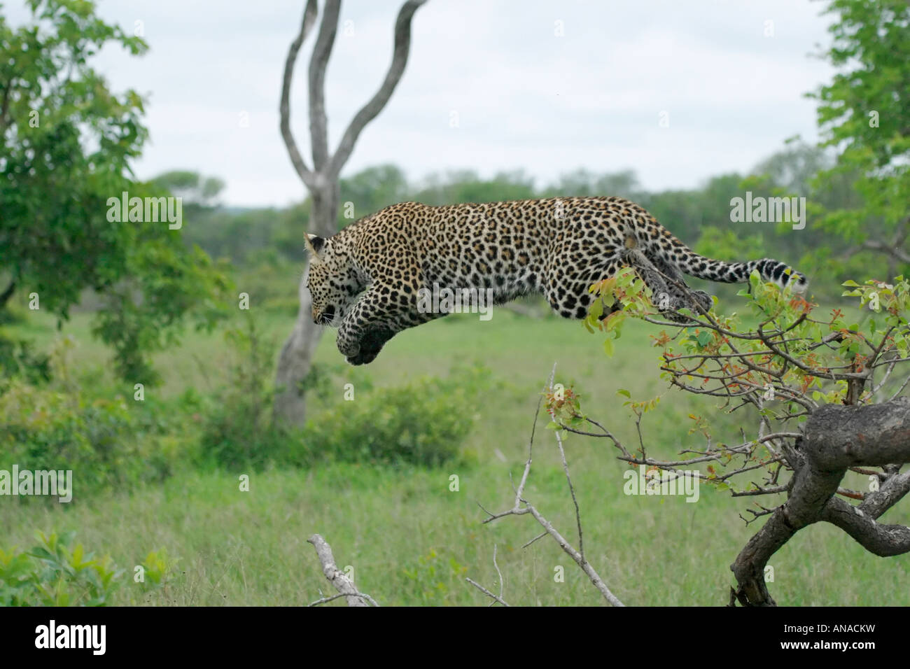 Leopard in mid leap Stock Photo - Alamy