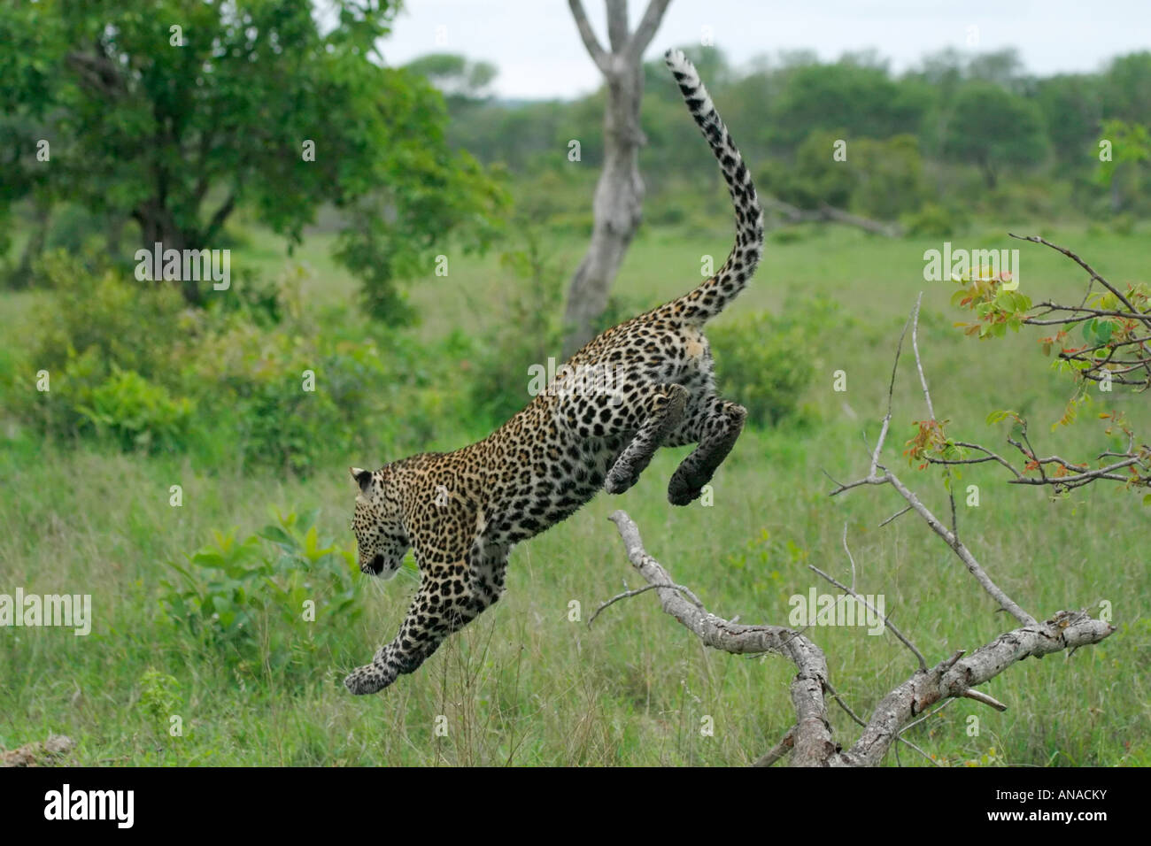 Leopard landing after leaping from fallen tree Stock Photo - Alamy