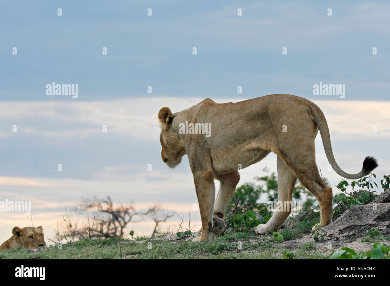Low angle view of Lioness walking over a ridge Stock Photo - Alamy