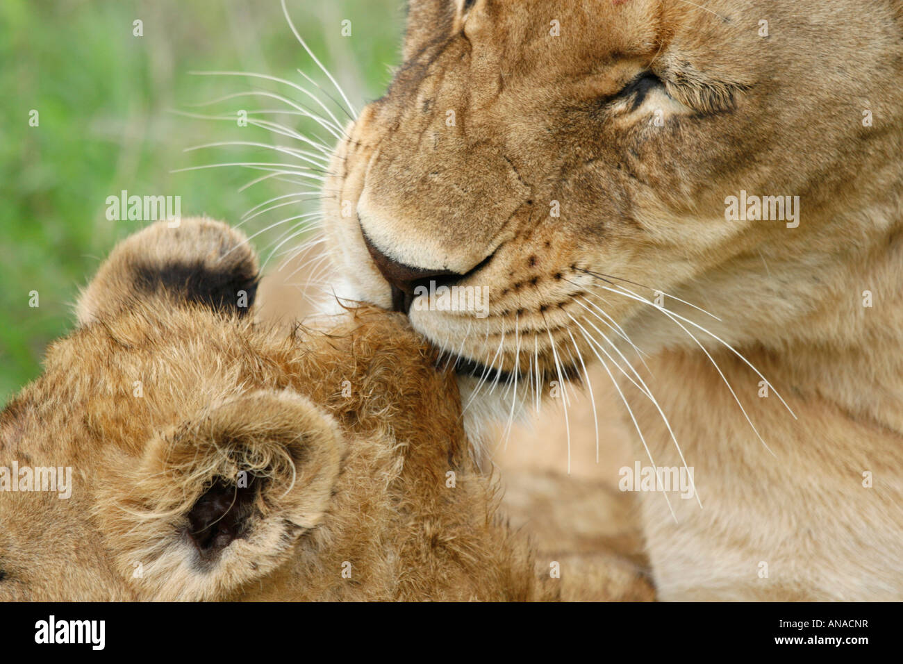 Lioness grooming cub Stock Photo - Alamy