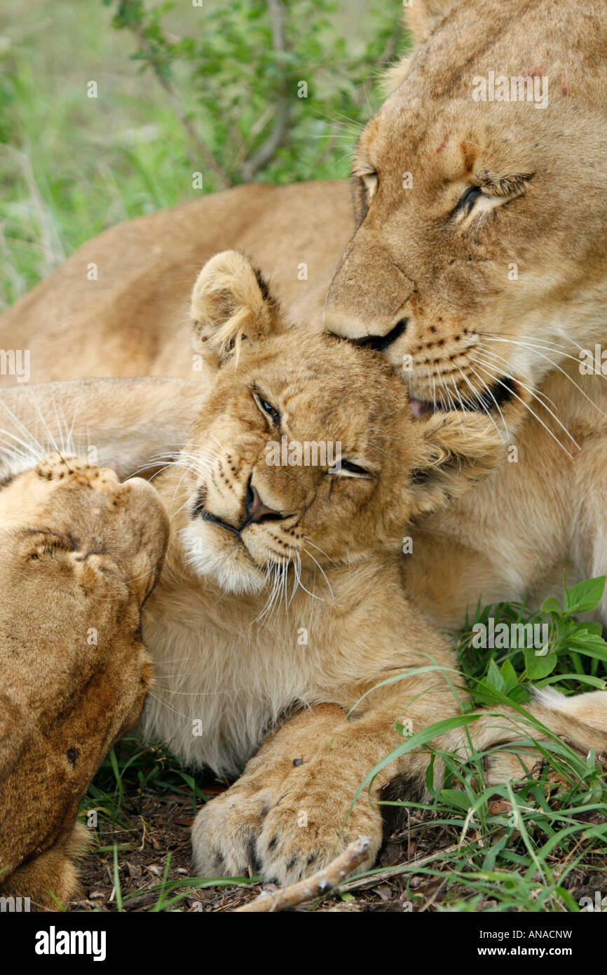Lioness grooming cubs Stock Photo - Alamy