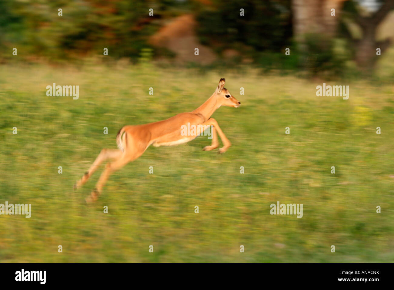 Impala foal hi-res stock photography and images - Alamy