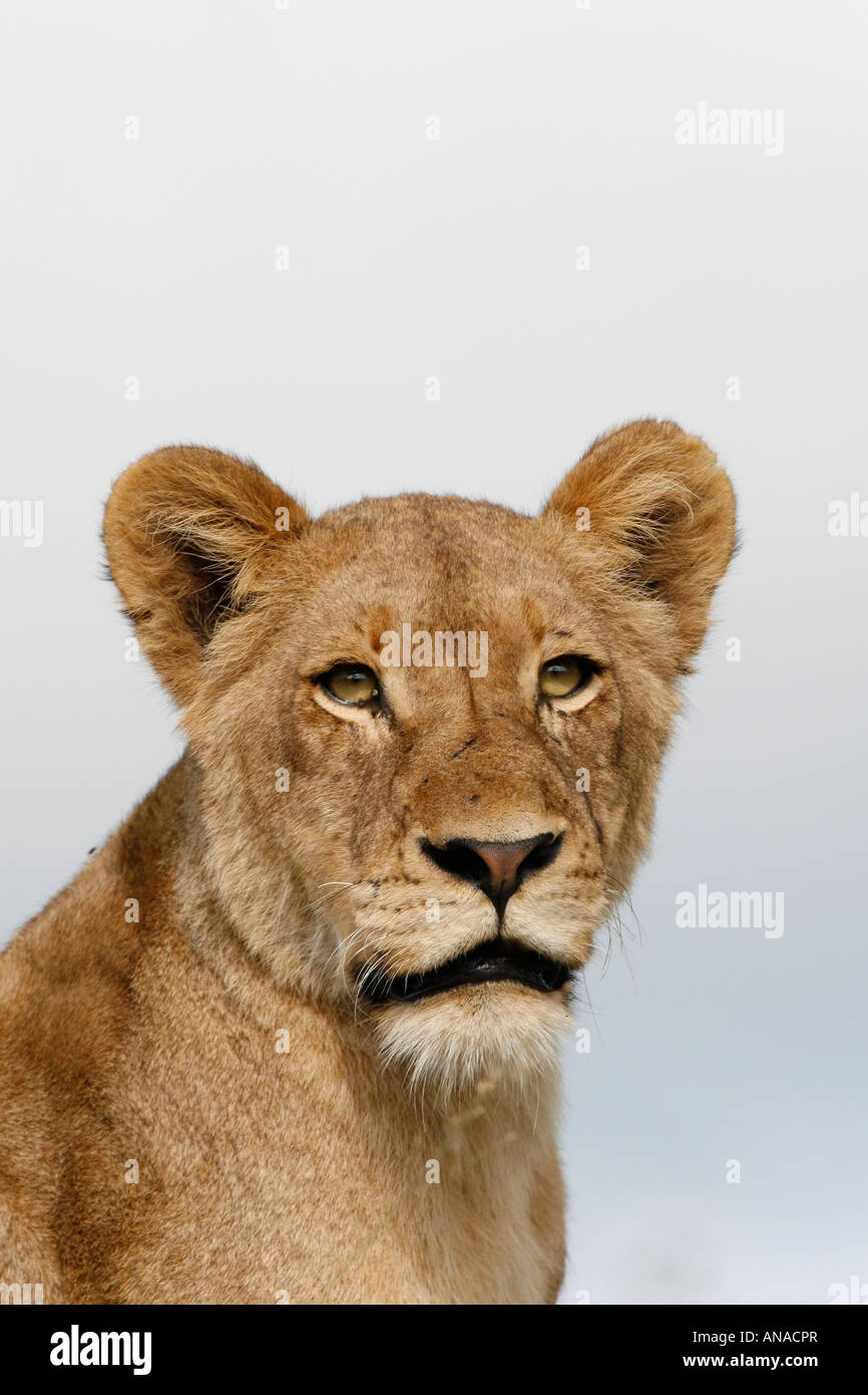Tawny african lion hi-res stock photography and images - Alamy