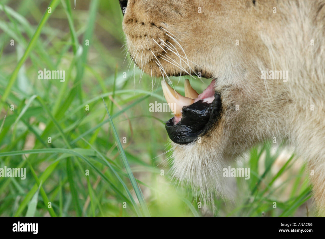 Close up of Lion's lower jaw showing gums and teeth Stock Photo - Alamy