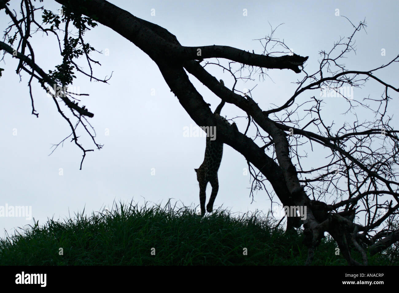 Silhouette of a Leopard jumping down from a branch Stock Photo - Alamy