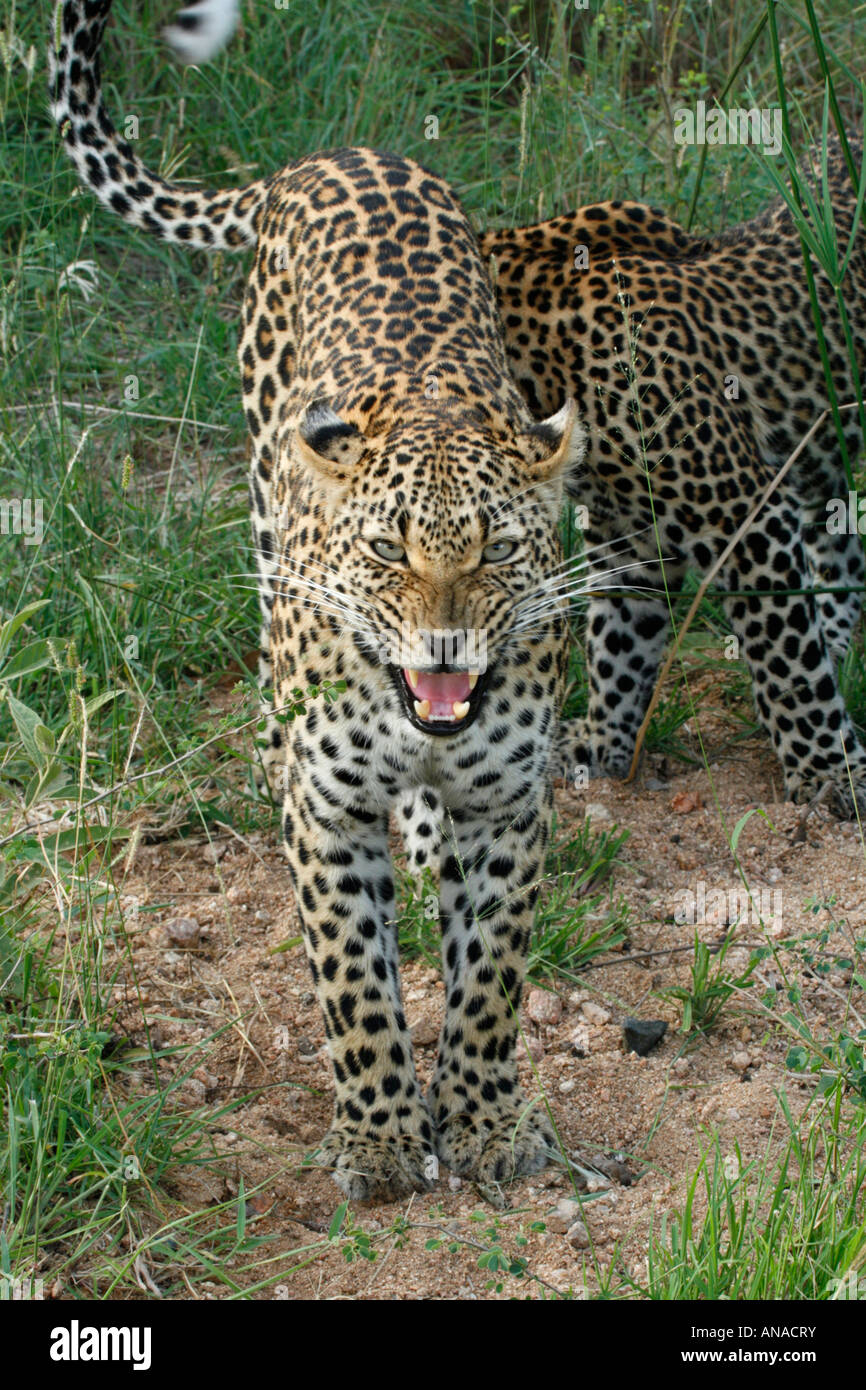 Head on view of leopard snarling Stock Photo - Alamy
