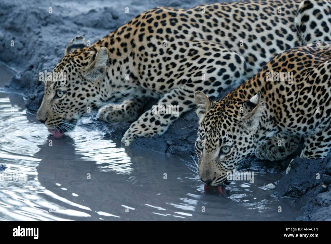Leopard drinking hi-res stock photography and images - Alamy