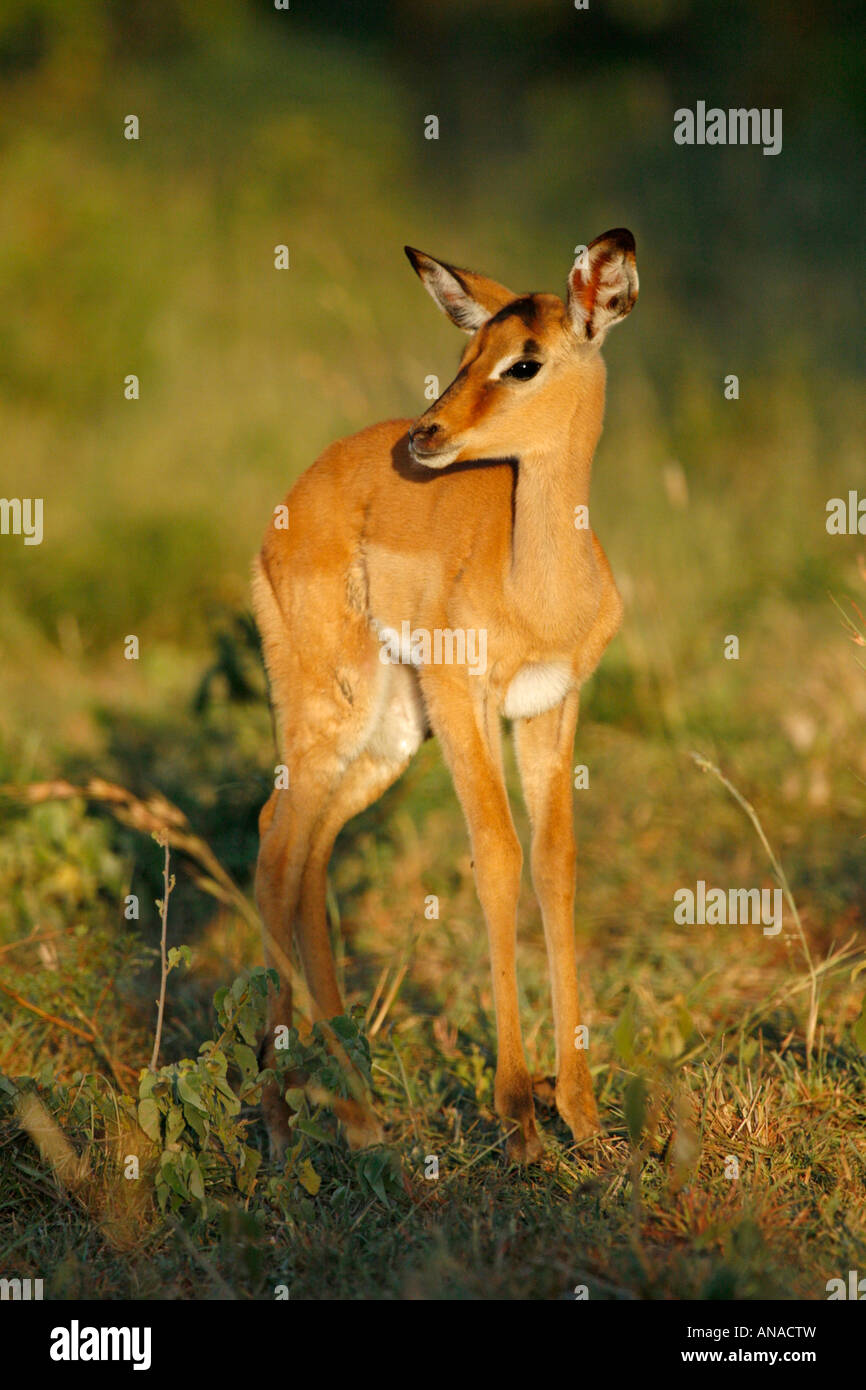 Foal game hi-res stock photography and images - Alamy