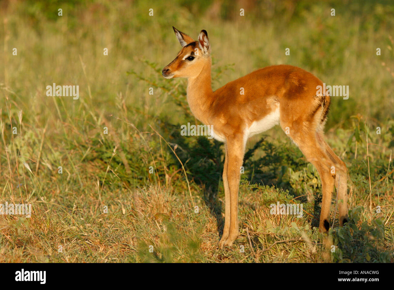 Impala foal hi-res stock photography and images - Alamy