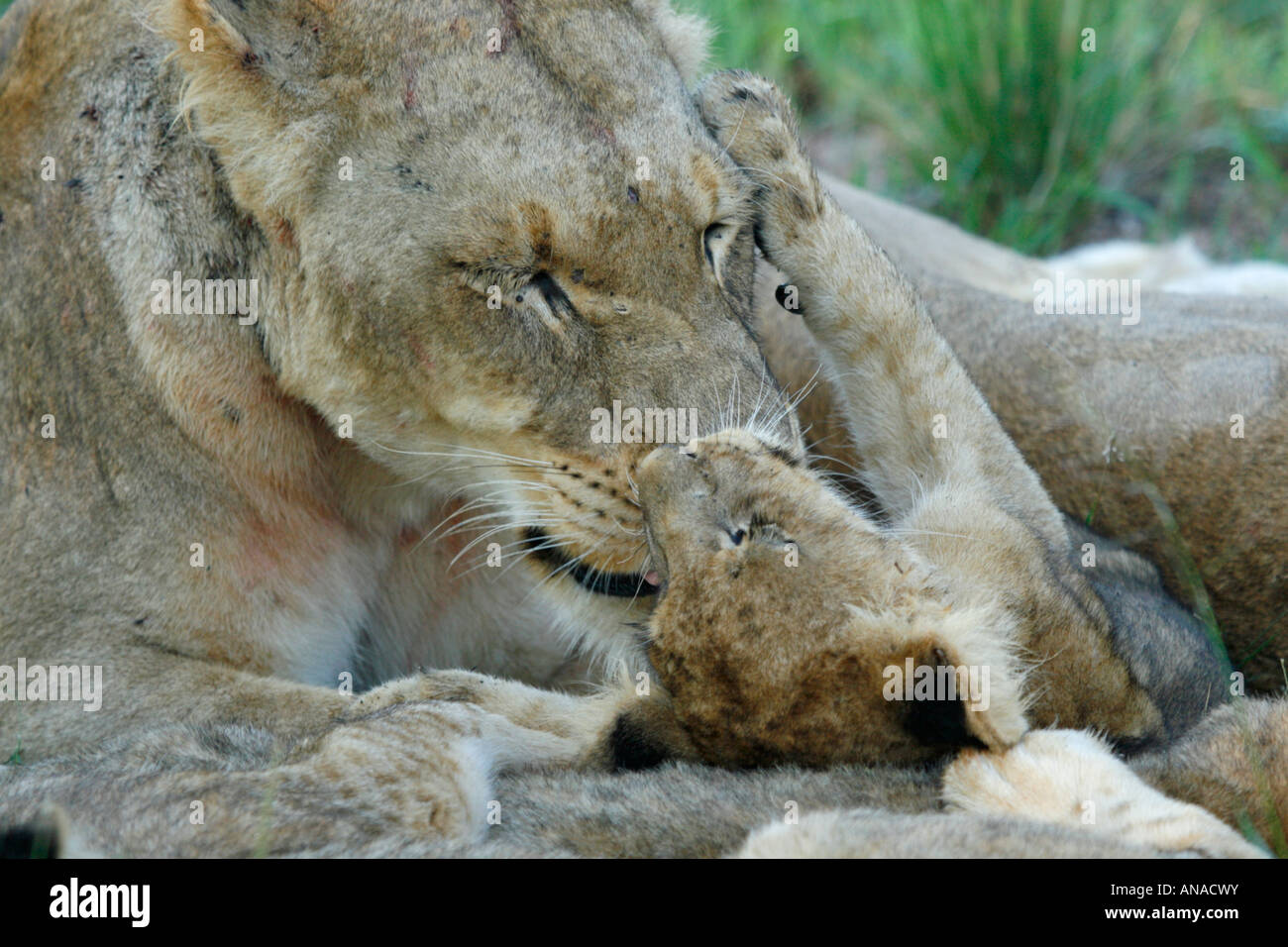 Nuzzling cats hi-res stock photography and images - Alamy