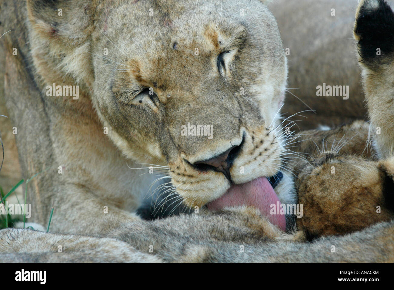 Lioness grooming cub hi-res stock photography and images - Alamy