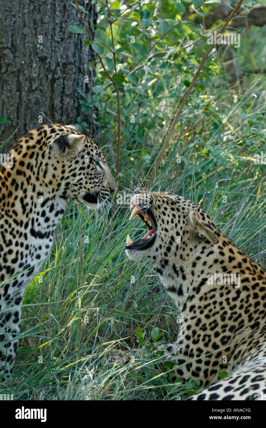 Two long teeth hi-res stock photography and images - Alamy