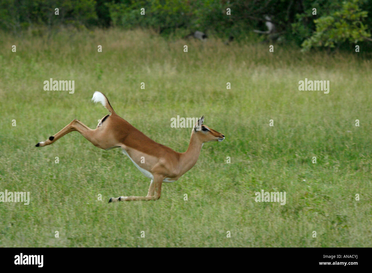 Impala leaping hi-res stock photography and images - Alamy
